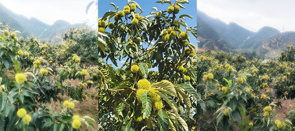 Baifeng Food,Focus on Chestnuts&Berry